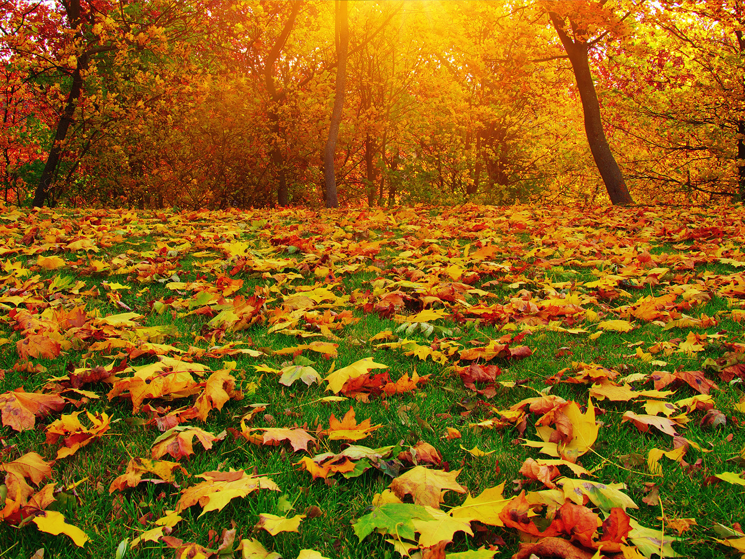 Red Whale Menopause Masterclass Online Course